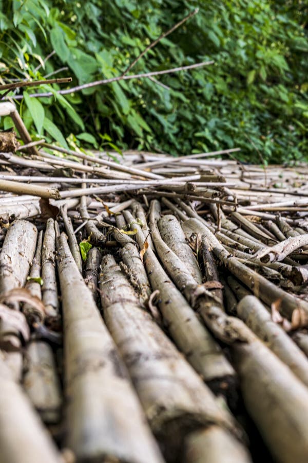 The Dry Reed Stalks on the Lakeshore Stock Image - Image of trees ...