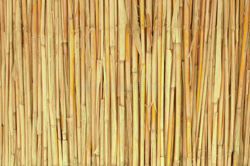 Reed texture stock photo. Image of summer, canes, leaves - 2222900