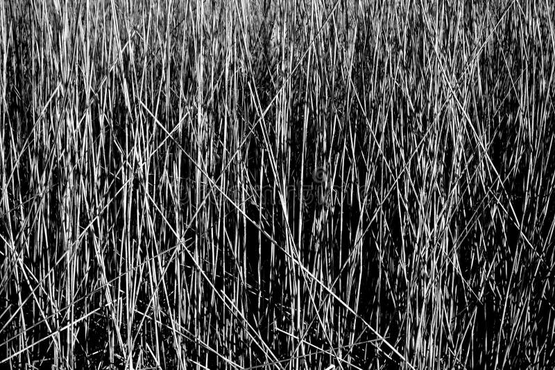 Dry Reed Texture. Natural Background Black and White Stock Photo ...