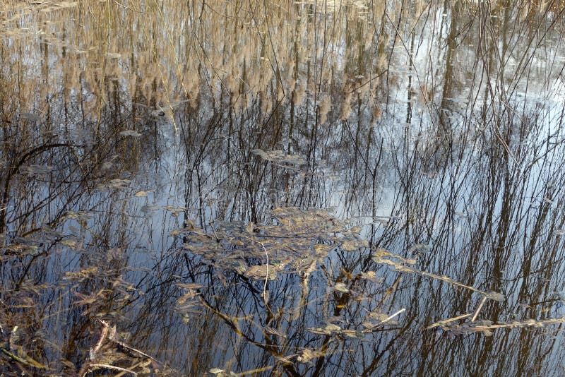 Dry Reed and Trees Reflection in Lake Water Stock Photo - Image of ...