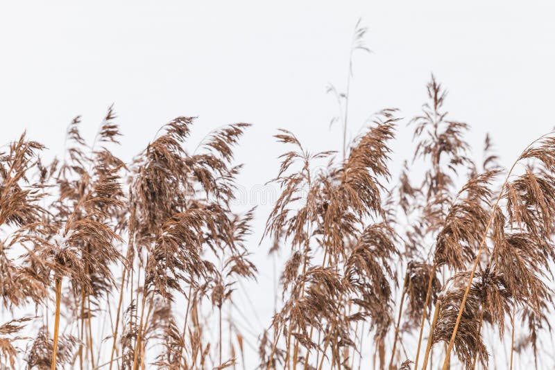 Dry Reed on White Snow, Natural Background Stock Image - Image of ...