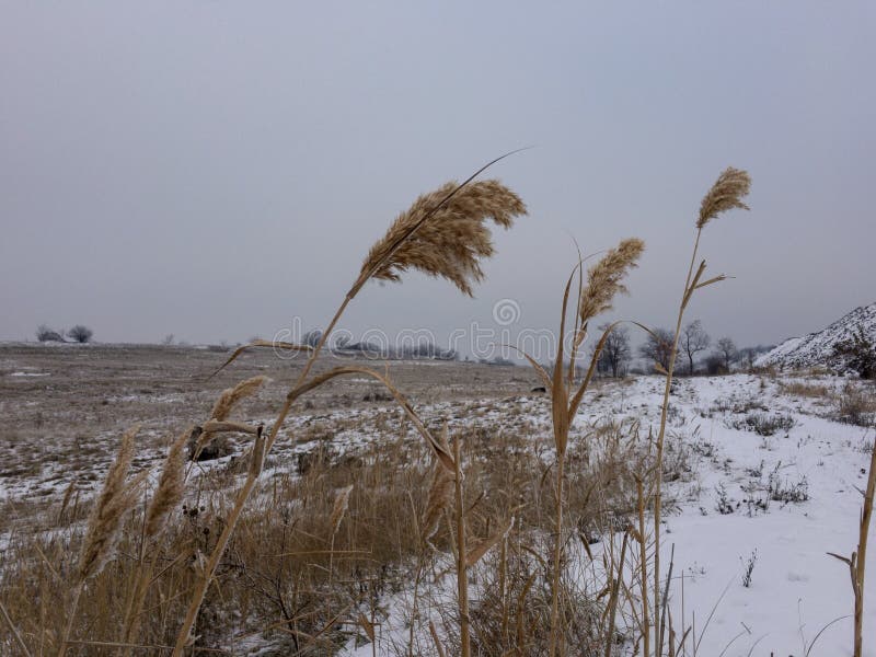 Dry reed in the wind stock image. Image of beauty, dunes - 133284727