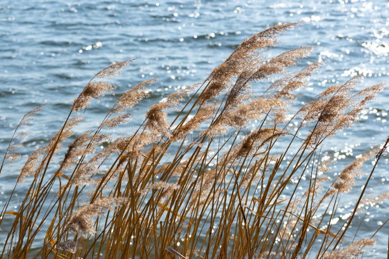 Dry Reed in the Wind on the Lake Shore Stock Photo - Image of reed ...