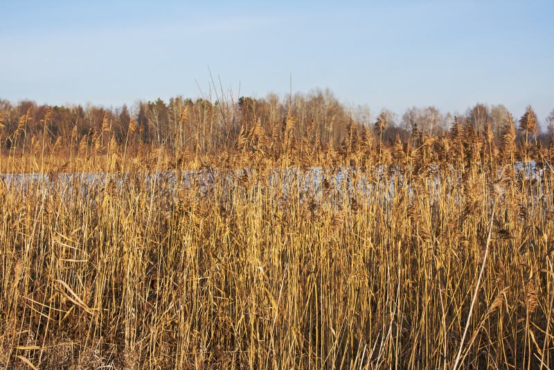 Dry reed in the winter stock image. Image of yellow, view - 61412249
