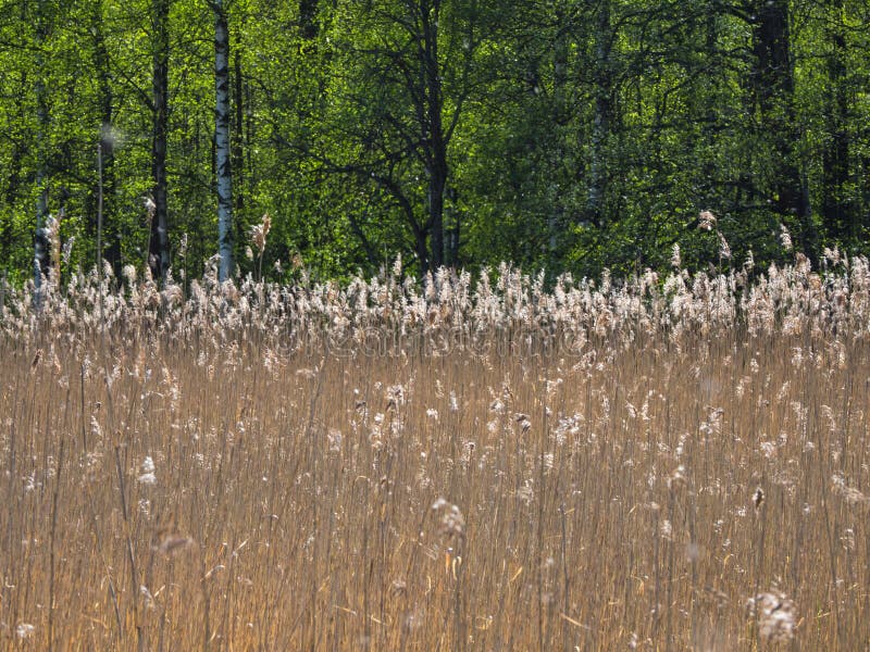 Dry Reeds Against the Green Forest Stock Image - Image of ecology ...