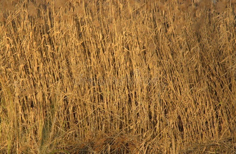 Dry reeds stock photo. Image of closeup, cane, perennial - 36076606
