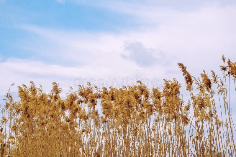 Reeds background stock photo. Image of closeup, clouds - 33319106