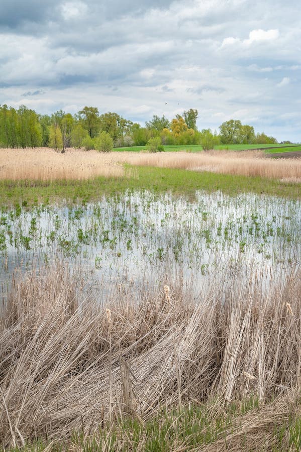 Dry Reeds in Cloudy Weather. Dry Reeds on the Lake in the Spring Stock ...
