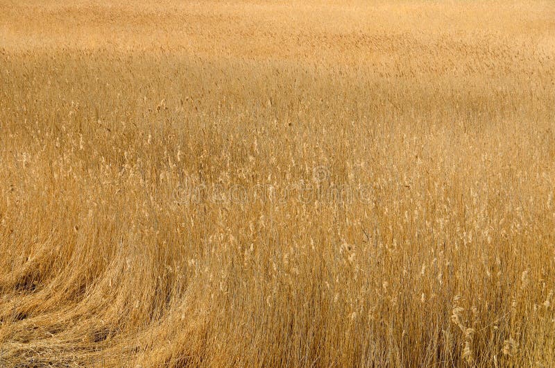 Dry reeds in the field. stock image. Image of april, flora - 93423143