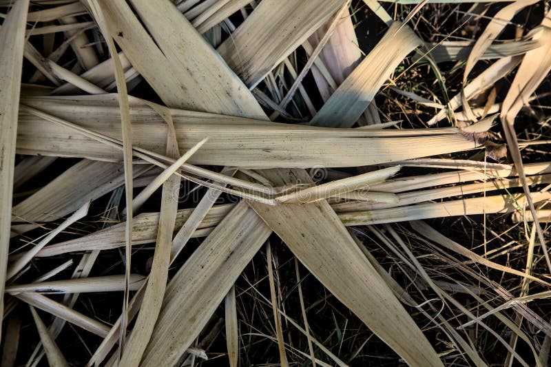 Dry reeds on the ground stock image. Image of roof, natural - 233964857