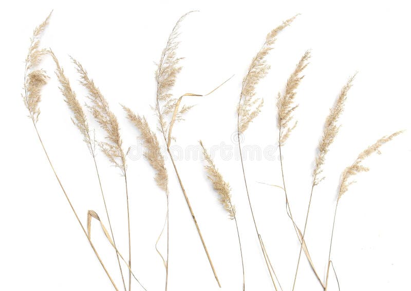 Dry Reeds Isolated on White Background. Stock Image - Image of natural ...