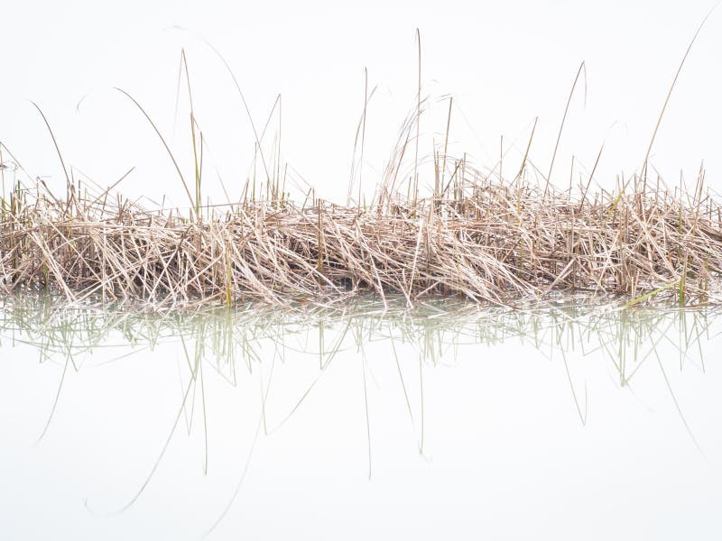 Dry Reeds in the Middle of the Lake Stock Image - Image of landscape ...