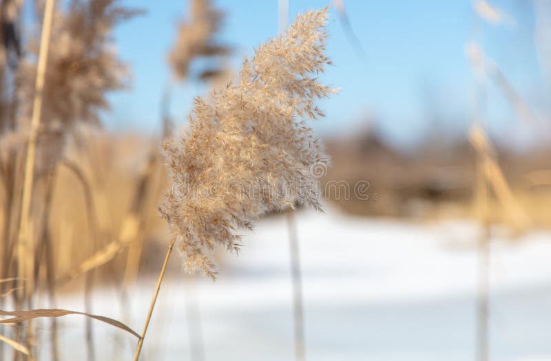 Dry Reeds in Nature in Winter. Stock Photo - Image of light, plant ...