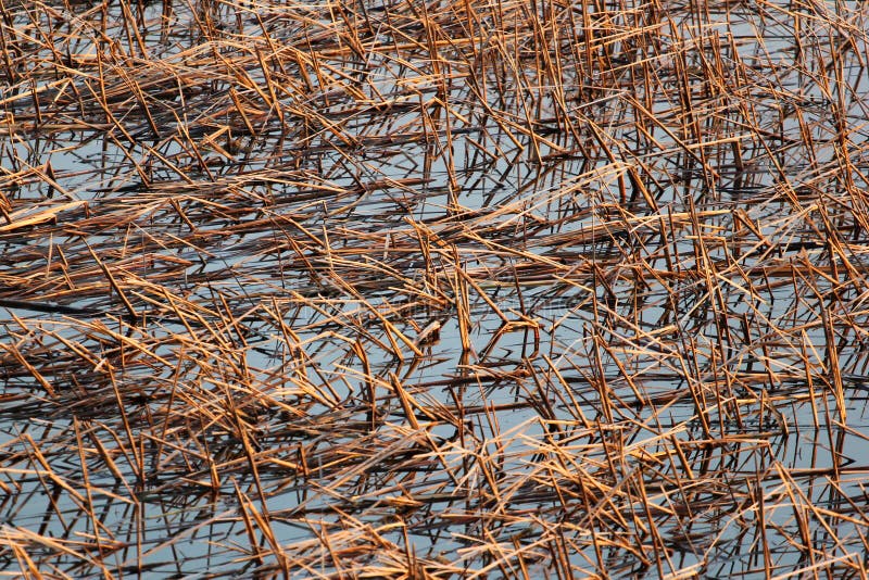 Dry reeds in a pond stock image. Image of bull, rural - 144272837