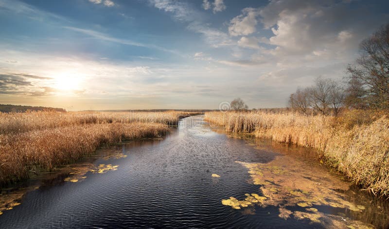 Dry reeds on the river stock image. Image of water, nature - 45883629