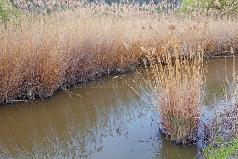 Dry reed stock image. Image of background, white, flower - 122901375