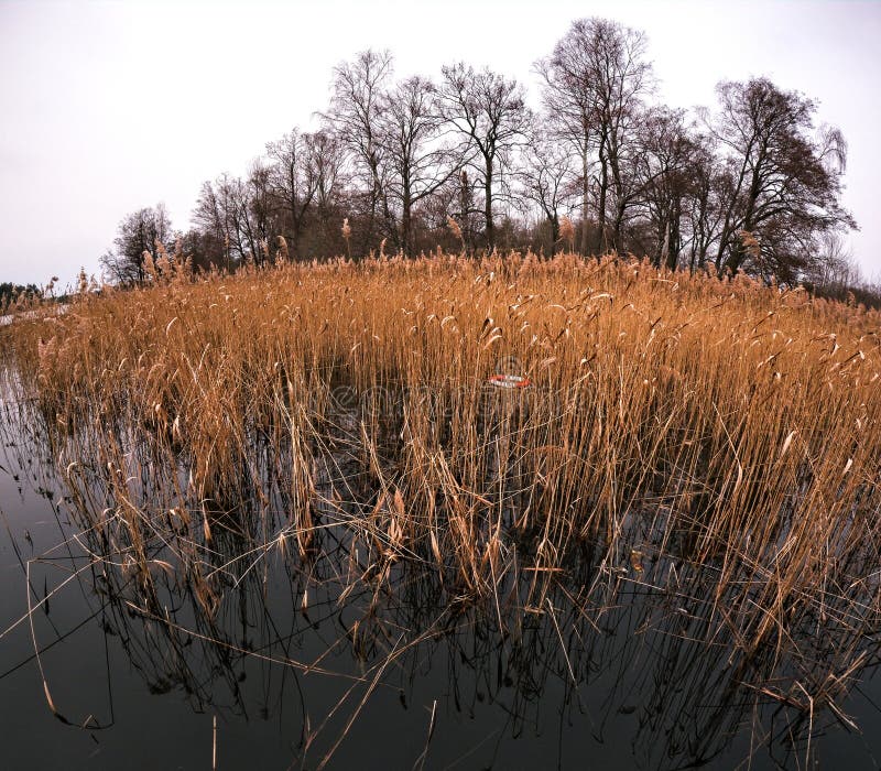 Dry Reeds in Spring in Lake with Life Bouy Stock Photo - Image of ...