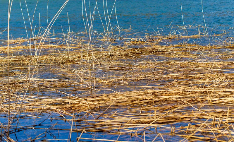 Dry Reeds on the Surface of the Water in the Lake Stock Image - Image ...