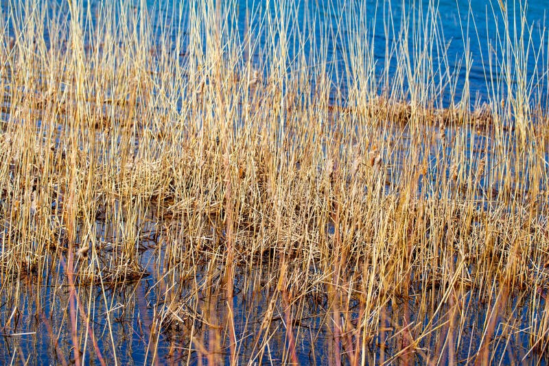 Dry Reeds on the Surface of the Water in the Lake Stock Image - Image ...