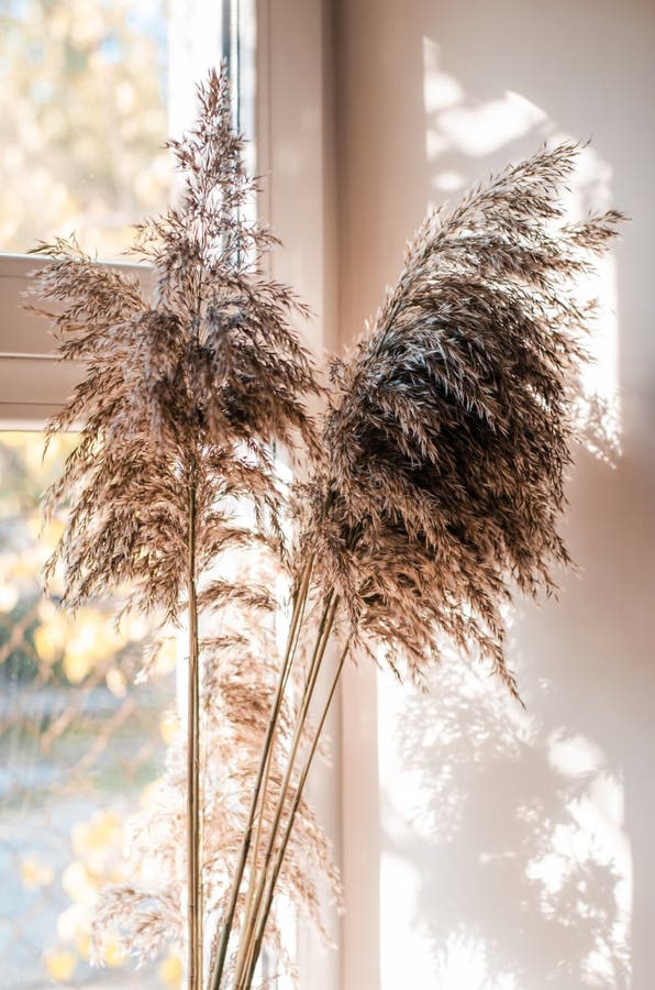 Dry Reeds in a Vase. Shadows from a Dry Bouquet on the Wall. Background ...