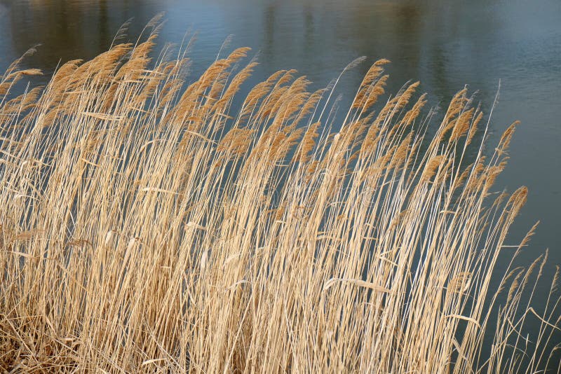 Dry reeds in the wind stock image. Image of river, straw - 45132693
