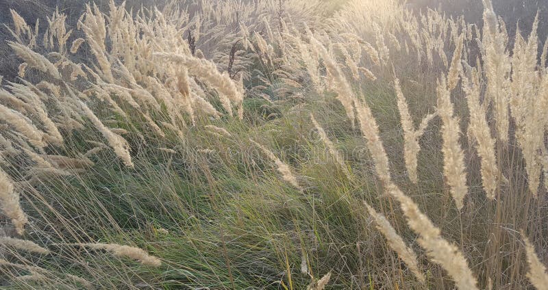 Dry reeds stock photo. Image of reed, beautiful, lake - 77206054
