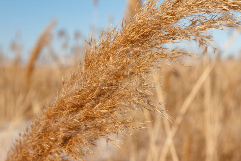 Dry reeds in wintertime stock photo. Image of nature - 87344152