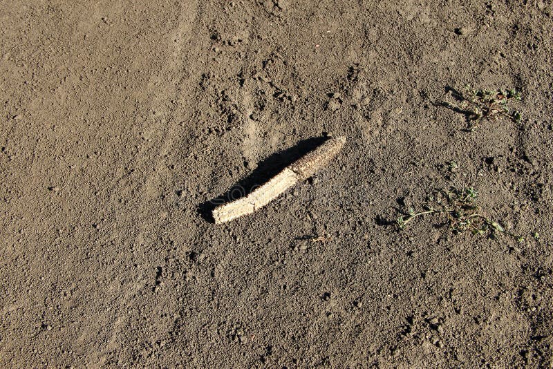 Dry Remains of Corn after Harvest Stock Image - Image of cornfield ...