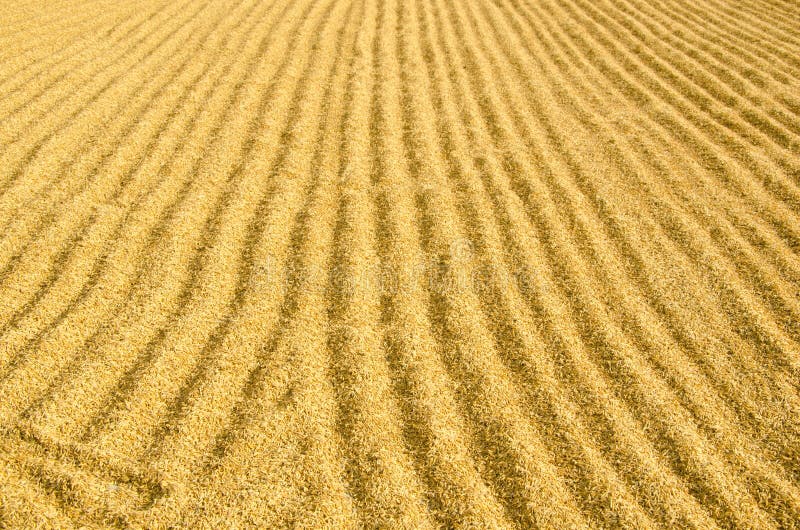 Dry rice stock image. Image of sunny, plants, rice, paddy - 21049145