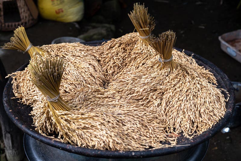 Dry rice at Banaue stock photo. Image of philippines - 125301872