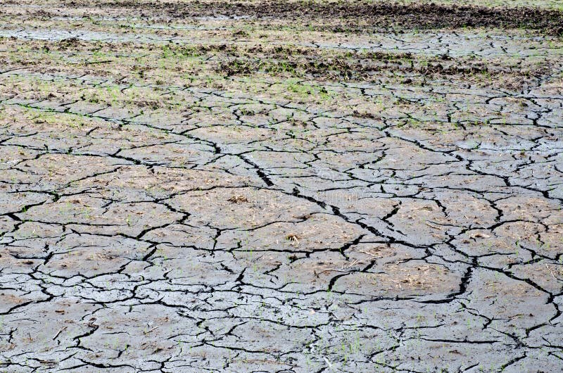 Dry rice field stock photo. Image of black, disaster - 33345146