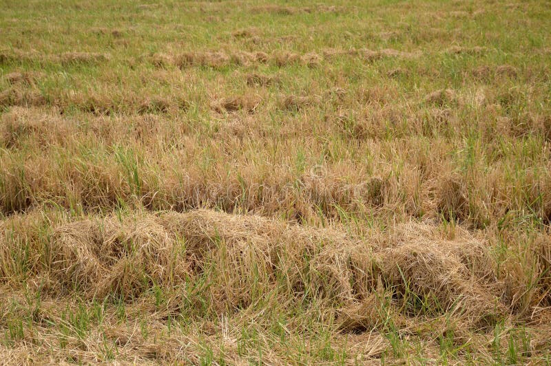 Dry rice field stock photo. Image of rural, chachoengsao - 72653784