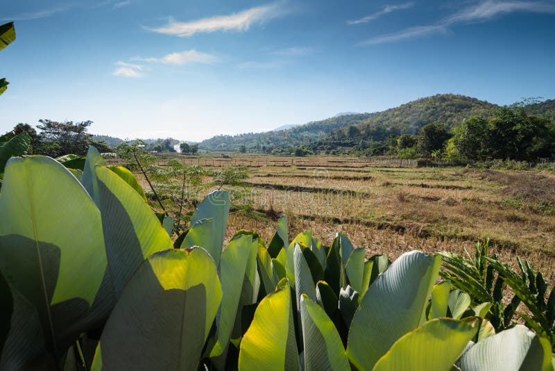 Dry Rice Field in Front of Mountain Stock Image - Image of agriculture ...