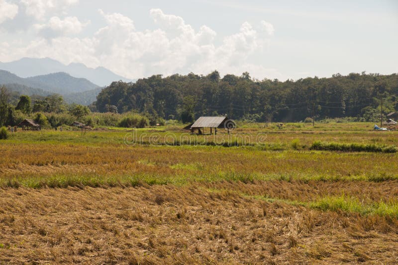 Dry Rice Field during the Harvest in Farm Stock Photo - Image of food ...