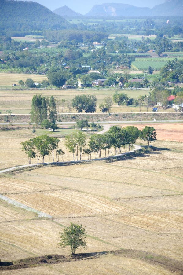 Dry rice field stock photo. Image of arid, irrigation - 71995826