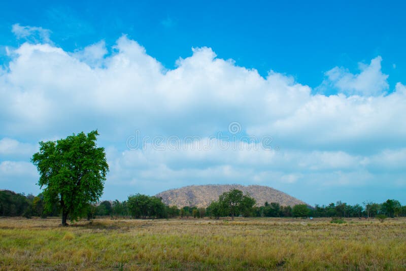 Dry rice field stock photo. Image of blue, house, field - 50606580