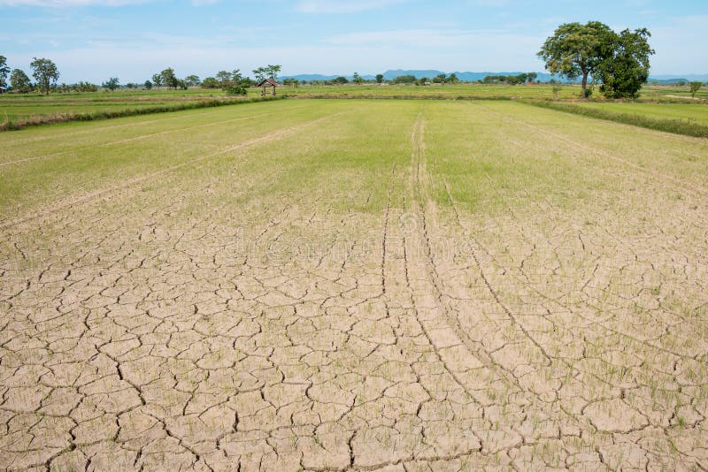 Dry rice field stock photo. Image of green, east, farm - 56625270