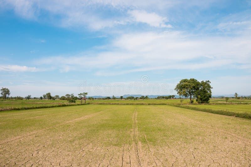 Dry rice field stock image. Image of cultivation, rural - 56625369