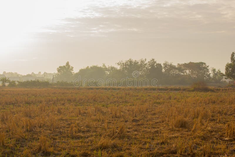 Dry rice fields stock photo. Image of green, bright, afternoon - 66552838