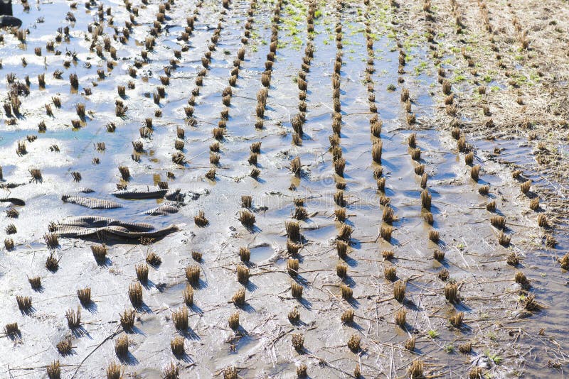 Dry Rice Fields after Harvest Stock Image - Image of harvest, nature ...