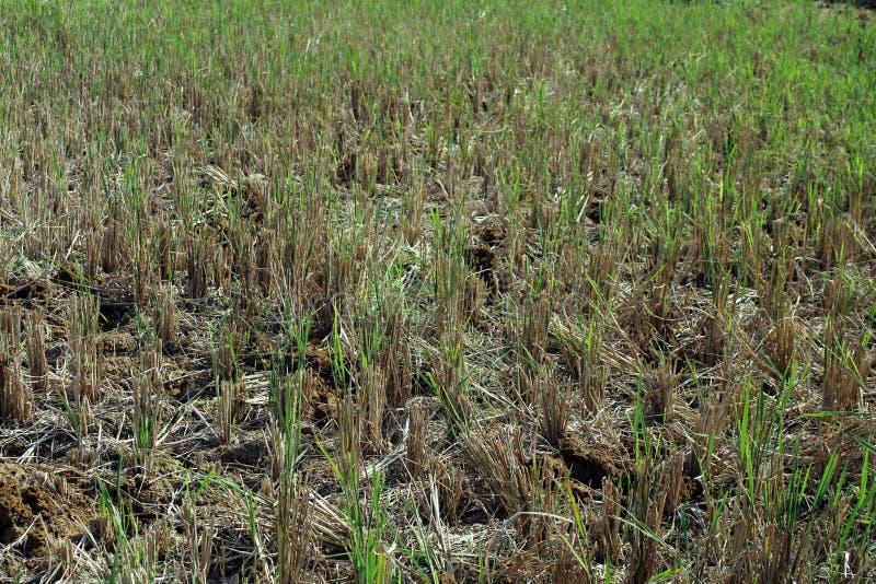 Dry rice fields stock photo. Image of middle, kering - 191396478