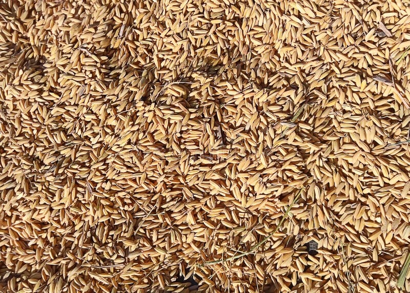 Dry Rice Grain Photo Background Stock Image - Image of asian, copy ...
