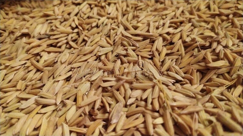 Dry Rice Grains that are Ready To Be Made into Rice Stock Photo - Image ...
