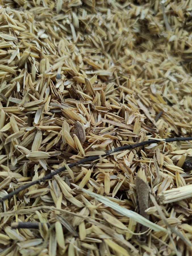 Dry rice husk in the field stock photo. Image of branch - 232116572
