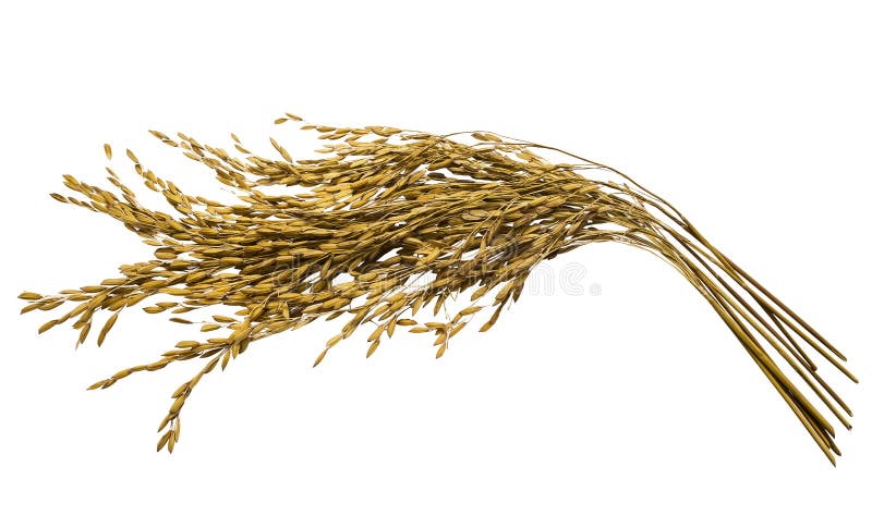 Dry rice stock image. Image of plant, grow, golden, thailand - 39894789