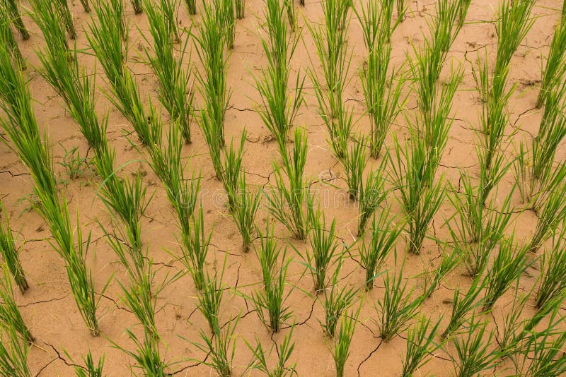 Dry Rice Paddy stock photo. Image of field, water, flooded - 17248188