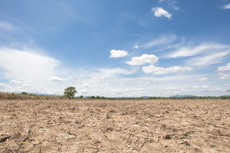 Dry Rice Paddy Field with Blue Sky Background in the Afternoon at ...