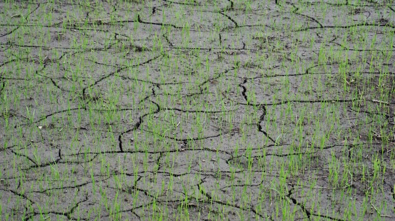 Dry rice paddy fields stock image. Image of grain, clay - 100236127