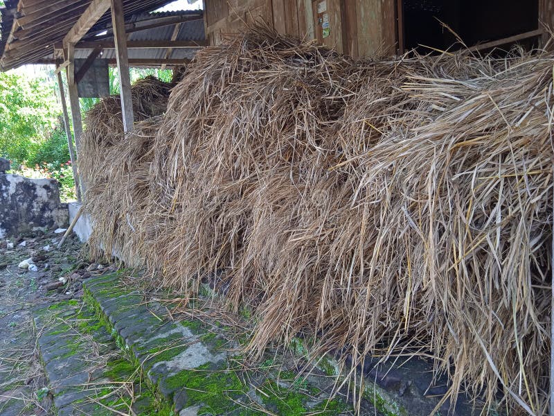 Dry Rice Plant in Front of Old House Stock Photo - Image of plant, lawn ...