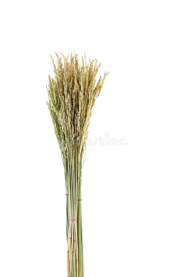 Rice Plant on White Background Stock Vector - Illustration of crop ...